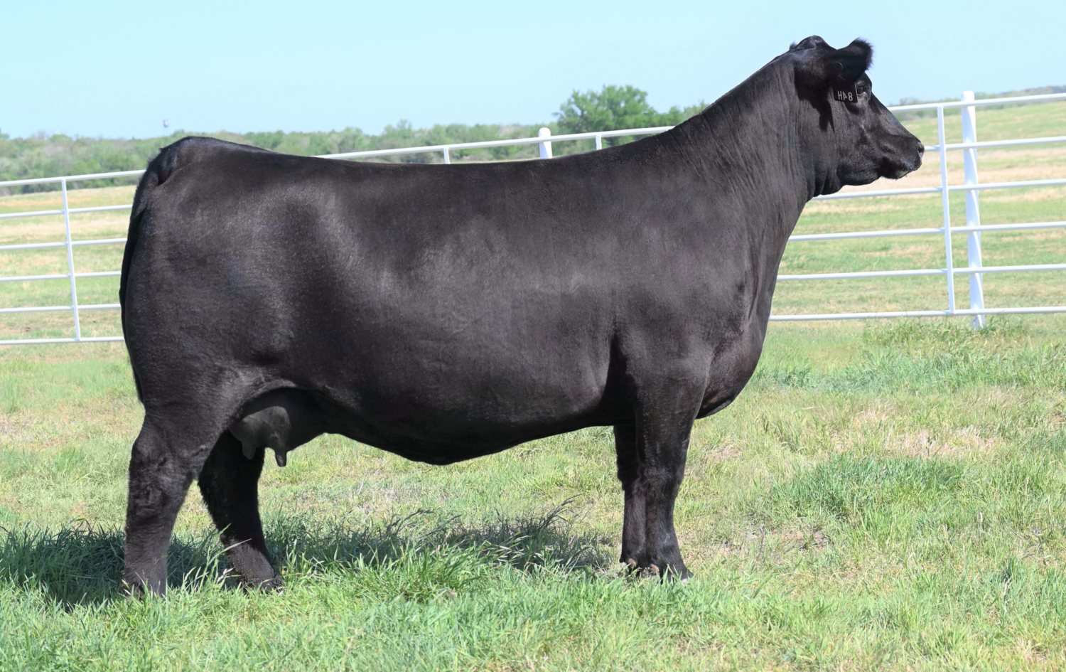 Angus Donors - Sadler Ranches