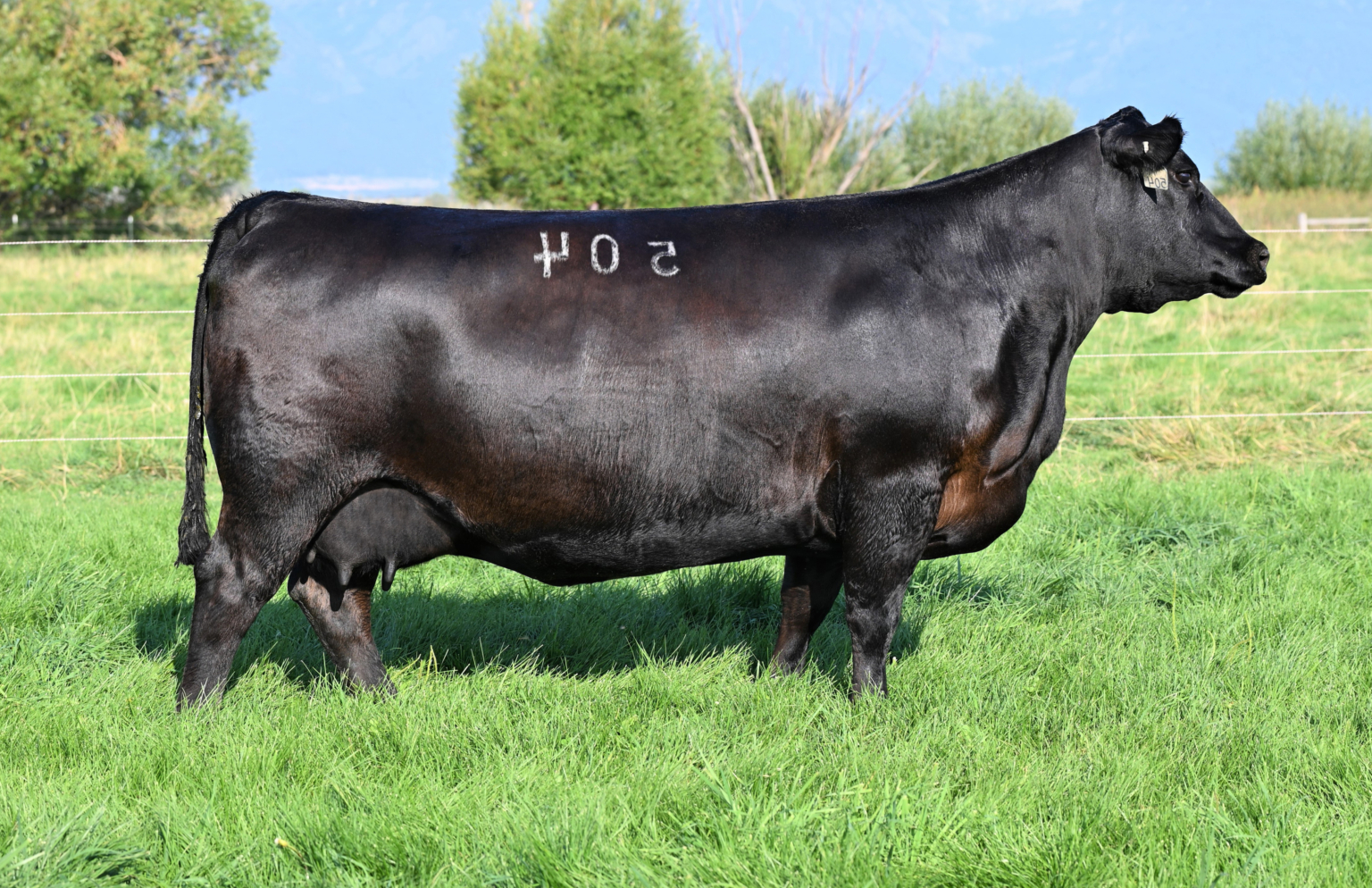 Angus Donors - Sadler Ranches