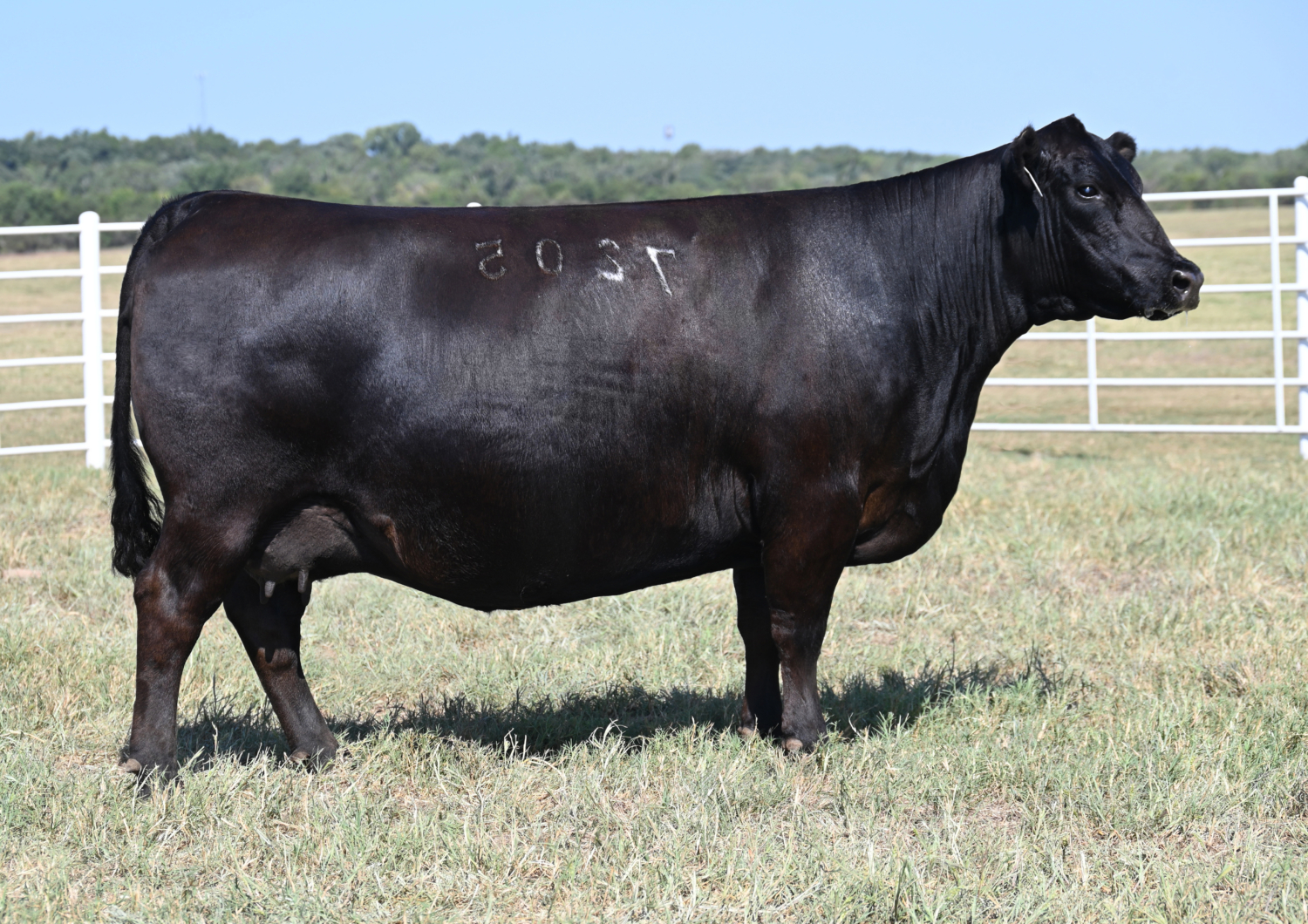 Angus Donors - Sadler Ranches