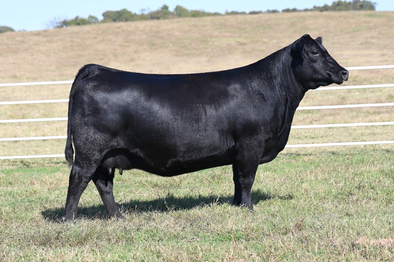 Angus Donors - Sadler Ranches