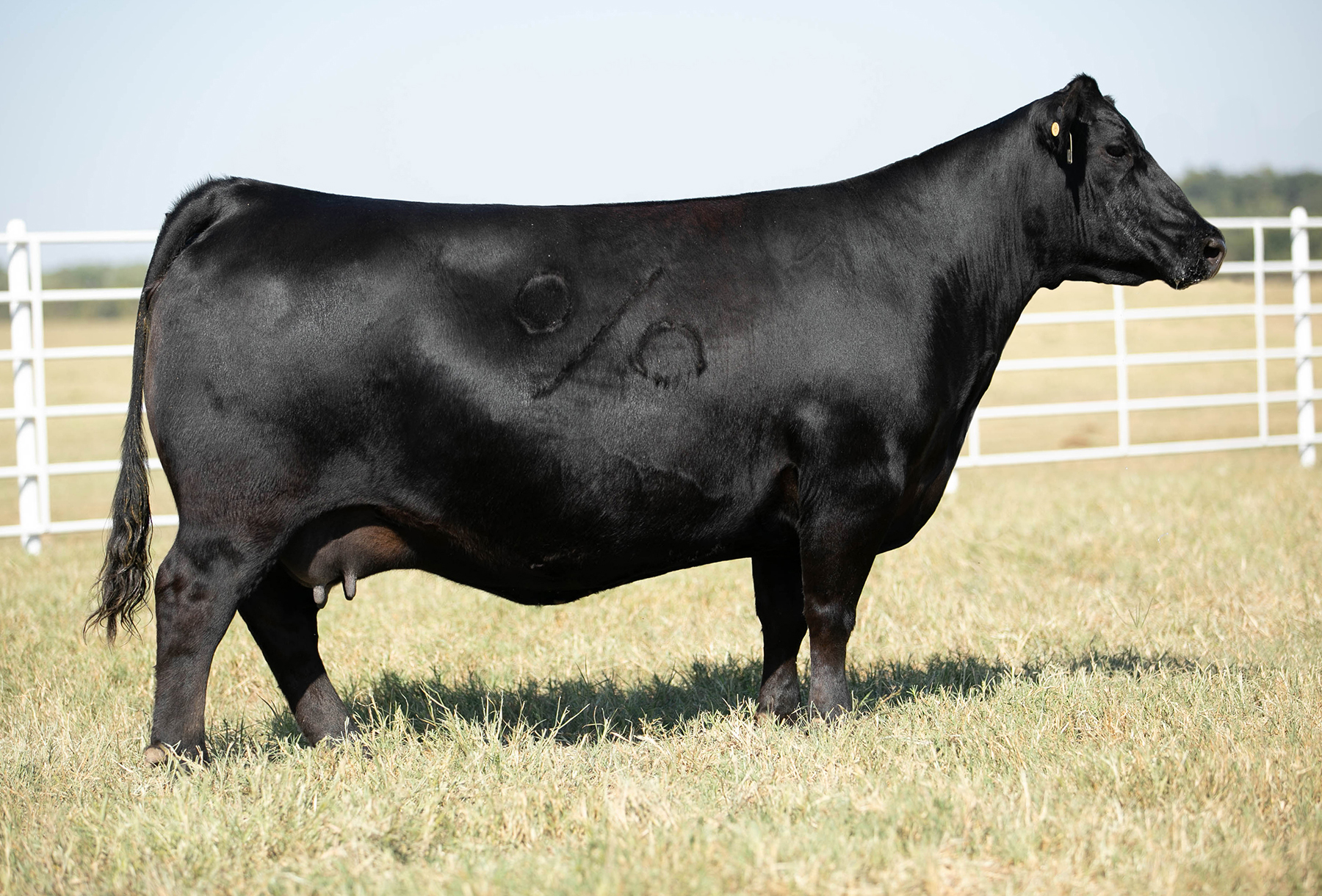 Angus Donors - Sadler Ranches