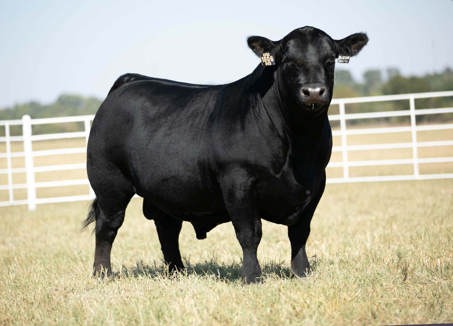 Angus Sires - Sadler Ranches