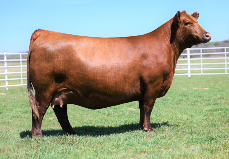 Red Angus Donors - Sadler Ranches