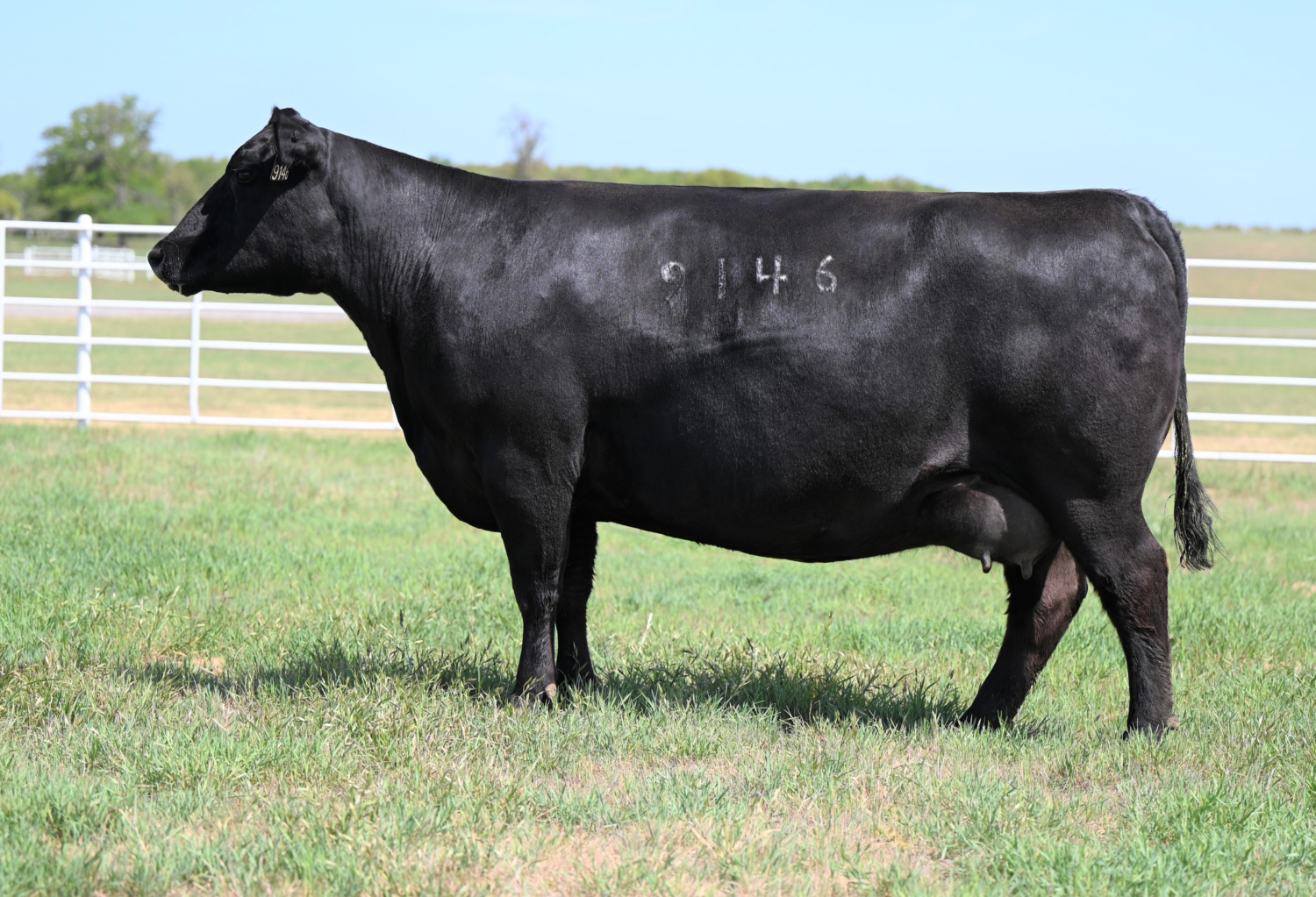 Angus Donors - Sadler Ranches