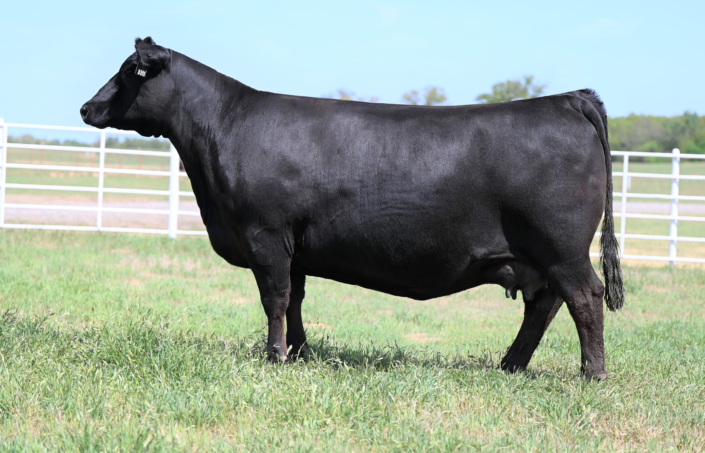 Angus Donors - Sadler Ranches